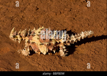 Thorny devil, Moloch horridus, Australia Stock Photo - Alamy