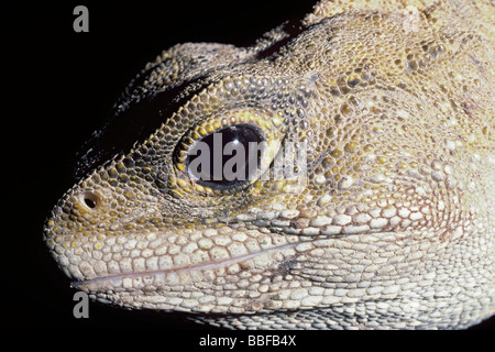 Tuatara (Sphenodon punctatus) eye, New Zealand Stock Photo - Alamy