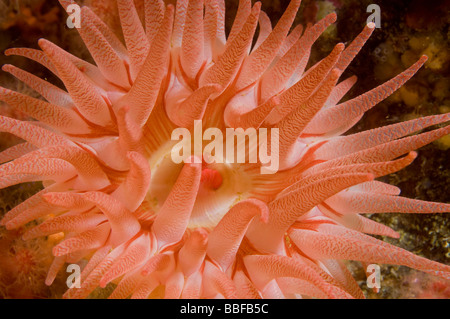 Crimson Anemone Cribrinopsis fernaldi Southeast Alaska Stock Photo - Alamy