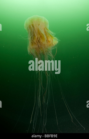 Phacellophora Camtschatica Fried Egg Jellyfish in sea Stock Photo - Alamy