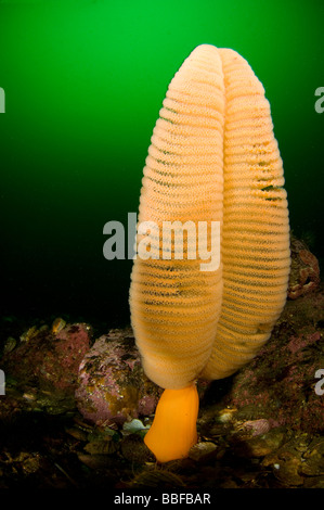 Ptilosarcus gurneyi, Orange sea pen Stock Photo - Alamy