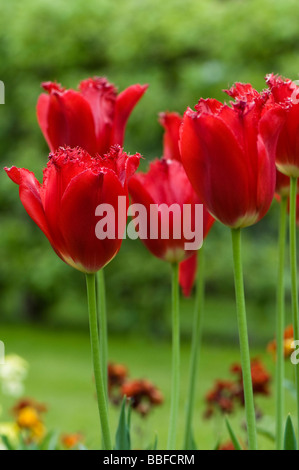 Vertical close-up of a deep burgundy red rose bud surrounded by green ...
