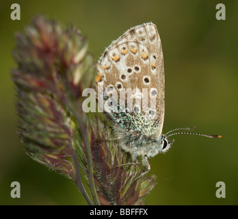 Female Adonis Blue Butterfly Resting Stock Photo - Alamy