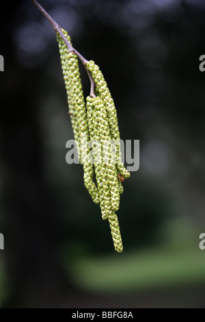 Betula austrosinensis South China birch – oblong upright spiky copper ...