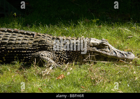 Black caiman ( Melanosuchus niger ), in Portuguese known as jacare-acu ...
