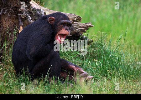 Chimpanzee monkey, primate ape screaming, wild animal isolated on white ...