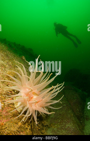 A diver with a crimson anemone Cribrinopsis fernaldi Stock Photo - Alamy