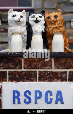 RSPCA Charity Collection Box Stock Photo - Alamy