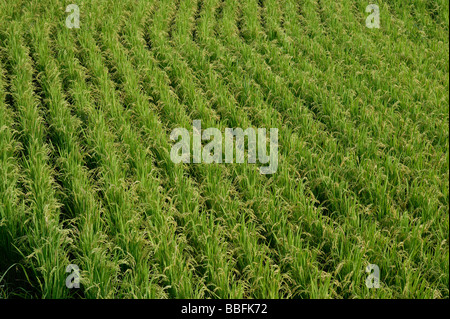 Rice field at summer day in Phu Yen, Southern Vietnam Stock Photo - Alamy