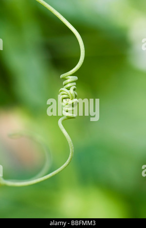 Coiled vine tendril, extreme close-up Stock Photo - Alamy