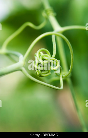 Selective focus shot of tendril plants going around a thin rope ...