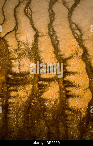 Patterns of bacterial growth at Geysers Stock Photo - Alamy