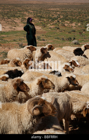 Berber shepherd with his flock of sheep grazing high in the Middle ...