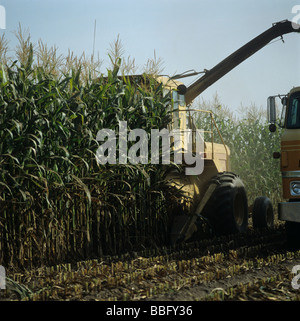 Harvesting tall maize or corn crop with a large forager California USA ...