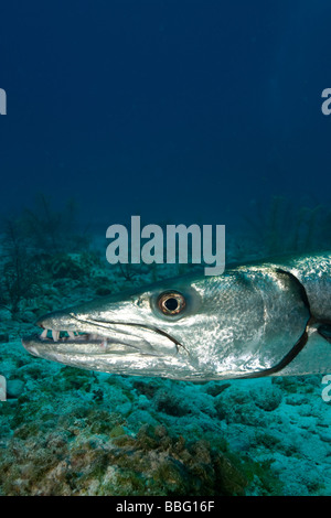 Close of the face and teeth of a Great Barracuda Stock Photo - Alamy