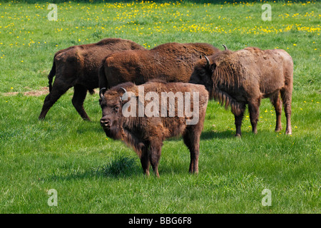 European bisons (Wisent, Bison bonasus) in winter forest. National park ...