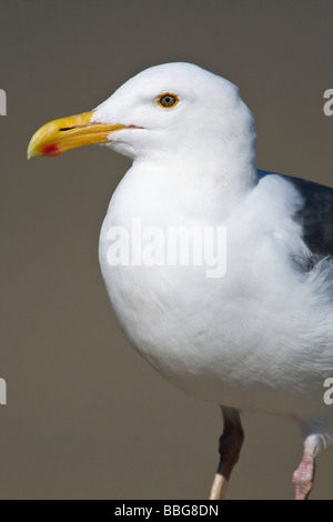 Western gull, Larus occidentalis, head and beak. California Stock Photo ...
