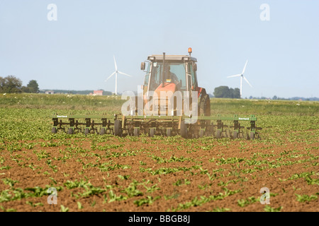 Tractor Mounted Sugar Beet Hoe Working In The Lincolnshire Fens Stock ...