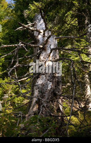 Norway spruce (Picea abies), died spruce forest on the crests of the ...