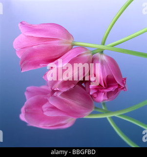 Pink tulips flowers Stock Photo - Alamy