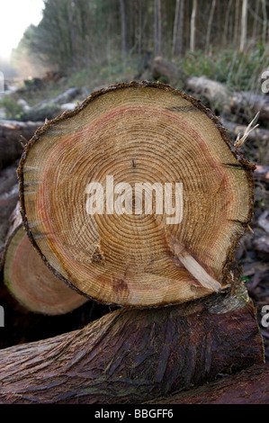 Tree Rings on Cut Log surface Finland Stock Photo - Alamy