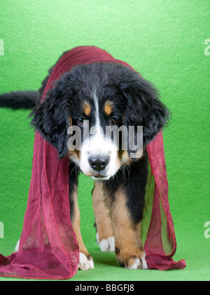Bernese mountain dog wearing a red bandana sitting on the floor and ...