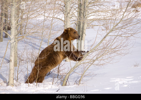 Grizzly bear pushing over aspen tree Stock Photo - Alamy
