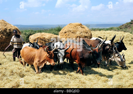 African man with cattle threshing teff in the Tigray Region, Ethiopia ...