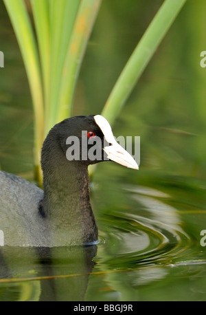 focha común (Fulica atra), Common Coot, waterfowl Stock Photo - Alamy