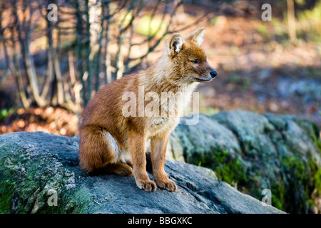 Dhole (Cuon alpinus lepturus Stock Photo - Alamy