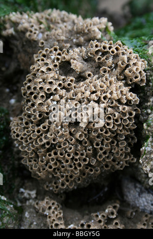 Honeycomb worm (Sabellaria alveolata) reefs at Llanddulas on the North ...