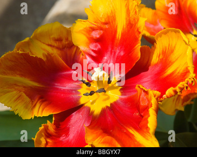 Orange ragged tulip flower close up Stock Photo - Alamy
