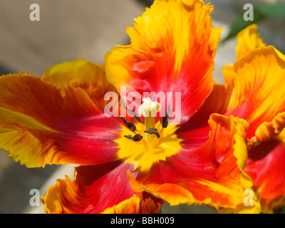 Orange ragged tulip flower close up Stock Photo - Alamy