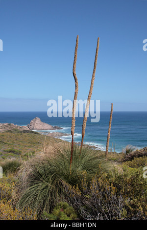 Trail through the bush at Cape Naturaliste on Geographe bay towards ...