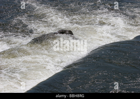 James river rapids , Fall line in Richmond , Virginia Stock Photo - Alamy