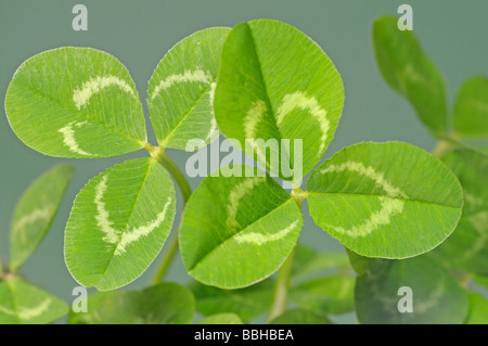 White Clover (Trifolium repens) leaves, growing amongst grass in ...
