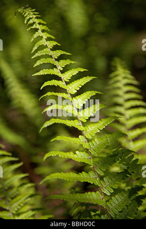 Fern in spring Stock Photo - Alamy