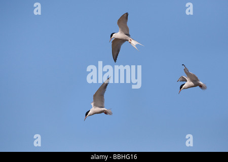 Common Terns Sterna hirondo diving for small fish near their breeding ...