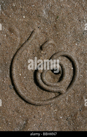 European Lugworm (Arenicola marina) cast of defaecated sediment on ...