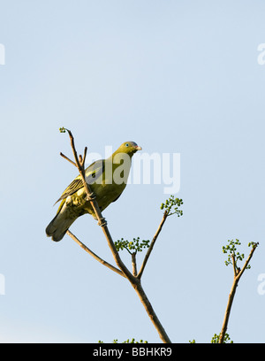 Pompadour green pigeon (Treron pompadora). Watercolour by Sydney ...