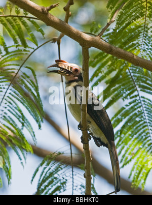Luzon Tarictic luzon hornbill (Penelopides manillae) adult male ...
