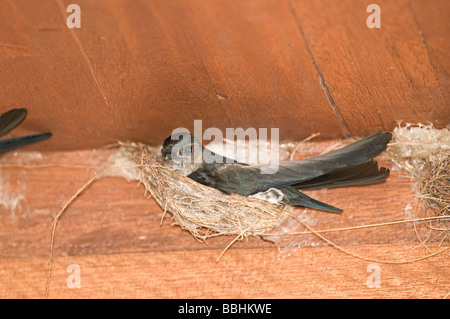 Glossy Swiftlet (Collocalia esculenta) nesting in Malaysia Stock Photo ...