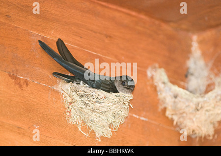 Glossy Swiftlet (Collocalia esculenta) nesting in Malaysia Stock Photo ...
