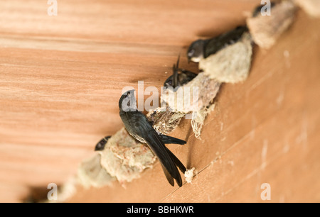 Glossy Swiftlet (Collocalia esculenta) nesting in Malaysia Stock Photo ...