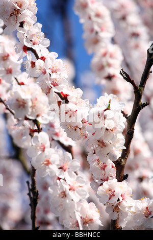Apricot flowers blooming against sunny blue sky Armeniaca vulgaris ...