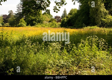Wild meadow in Kent, England Stock Photo - Alamy