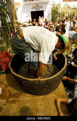 man stepping in grape in vintage making wine Stock Photo - Alamy