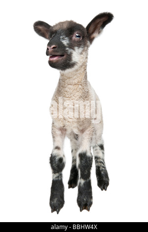 White lamb in front of a white background Stock Photo - Alamy