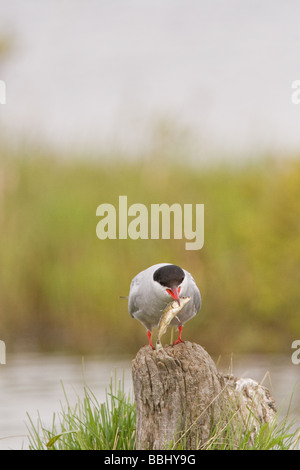 Arctic Tern eating a fish in a mating ritual on glacial ice, Iceland ...