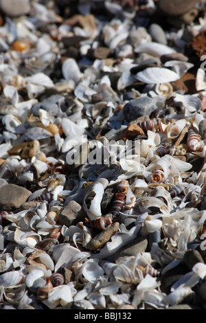 Freshwater shells on the beach pictures images photos large high ...